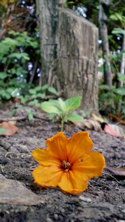 Beautiful flo yellow stock image. Image of beautiful - 202392015