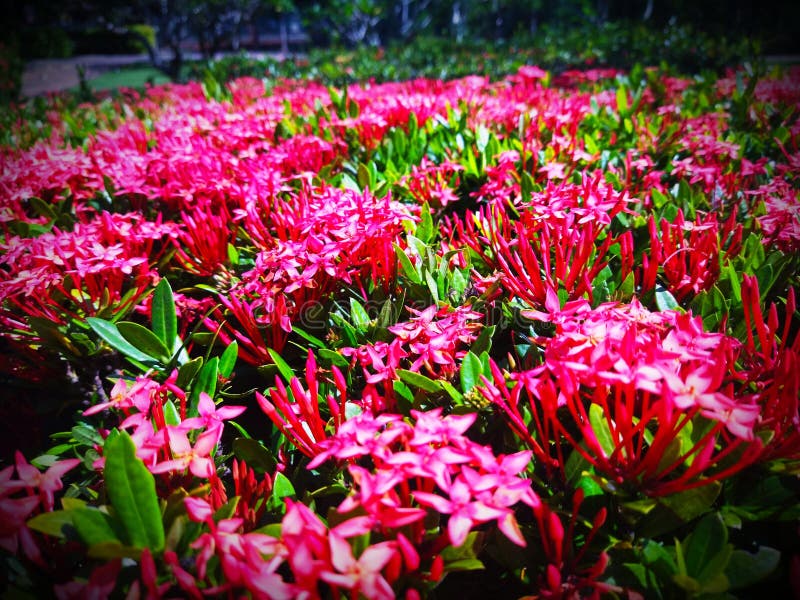 Beautiful Flock of Red Flowers- Carnations Stock Image - Image of flock ...