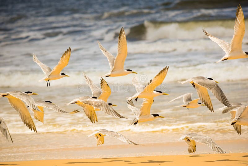 Beautiful Flock of Tern Birds Flying Above a Sandy Shore on a Beach ...