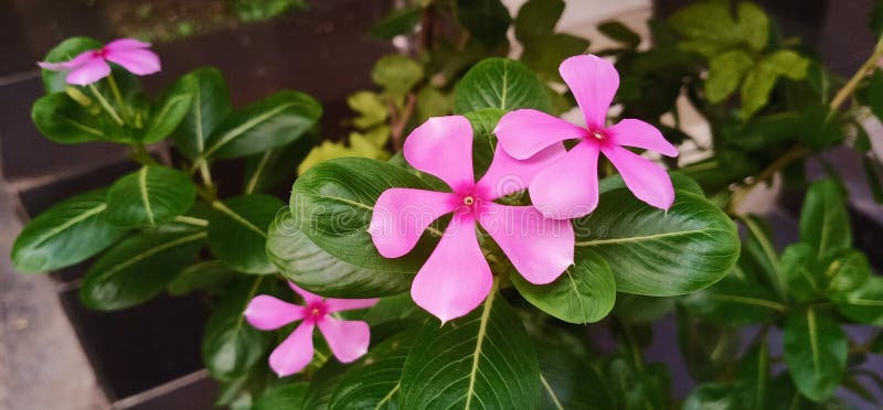Beautiful Floor on Ground Violet Color Stock Photo - Image of violet ...