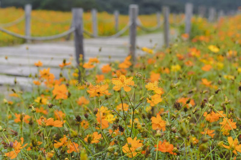 Beautiful Flora Background of Nature Stock Photo - Image of wood ...