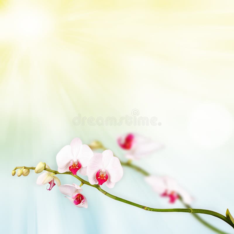 Beautiful Floral Abstract Background, Isolated Orchids. Stock Photo ...