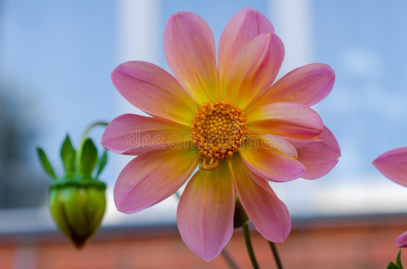 Single Large Lily Flower. a Flower with Large Petals Stock Image ...