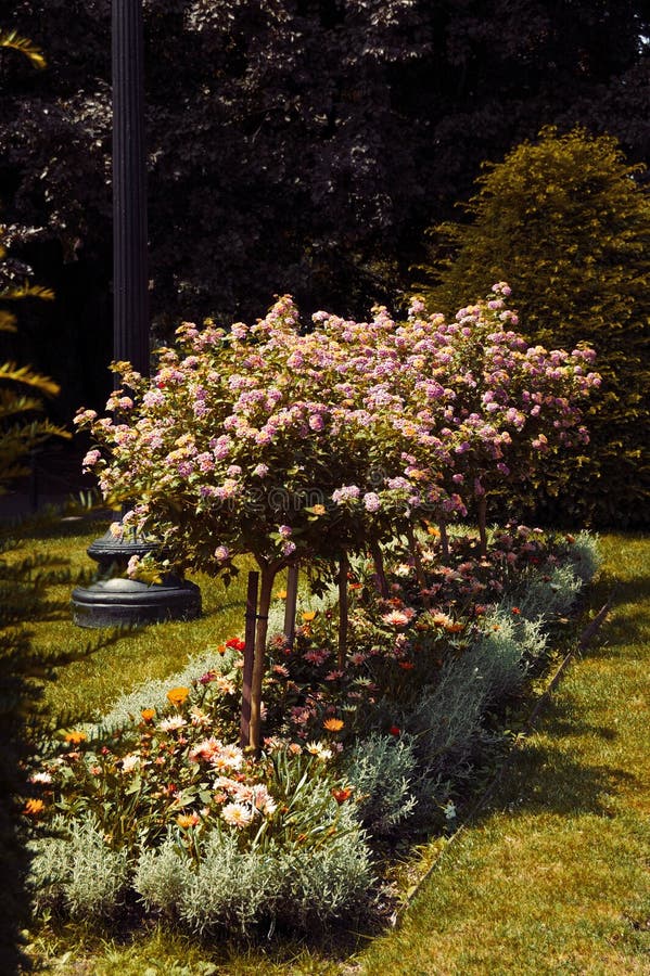 Beautiful Floral Decorative Trees in Spring Park Stock Image - Image of ...