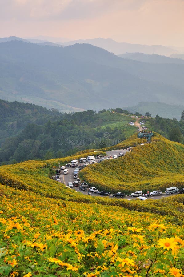 Beautiful floral scene stock image. Image of spring, field - 25370589