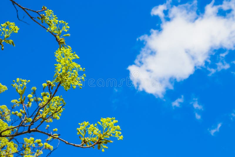 Beautiful Floral Spring Abstract Background of Nature. Blossoms on the ...