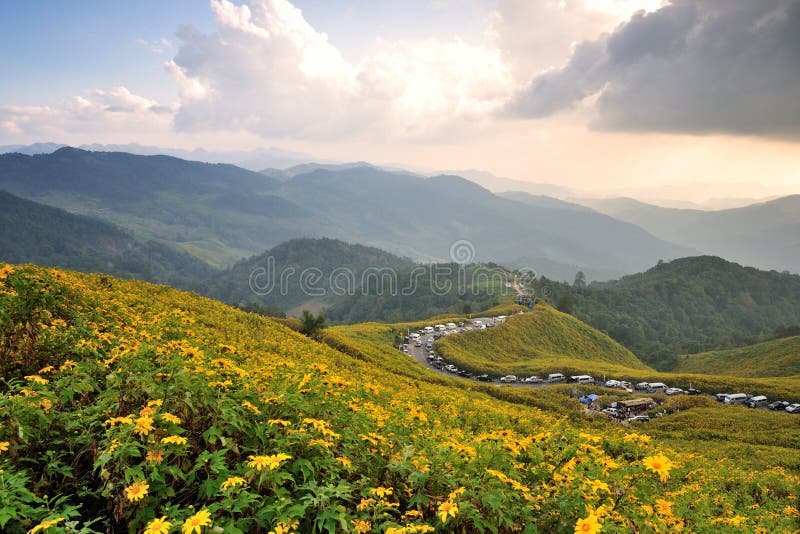 Beautiful florals scene stock image. Image of scene, color - 25370551