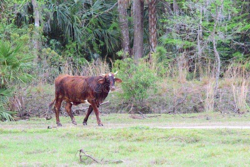 Beautiful Florida Cracker Cattle Roaming the Fields of Florida Stock ...