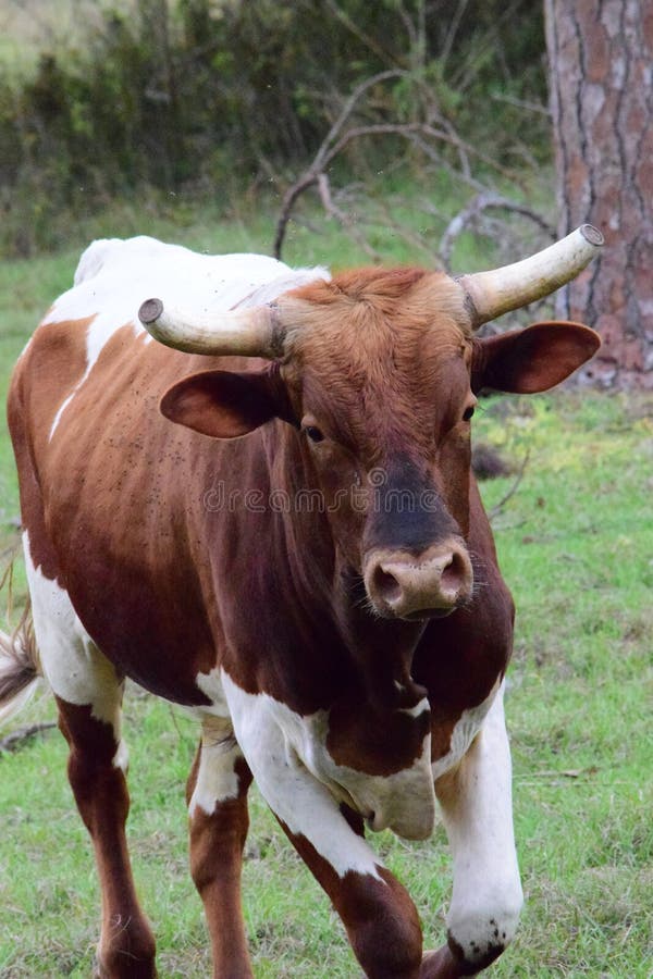 Beautiful Florida Cracker Cattle Roaming the Fields of Florida Stock ...
