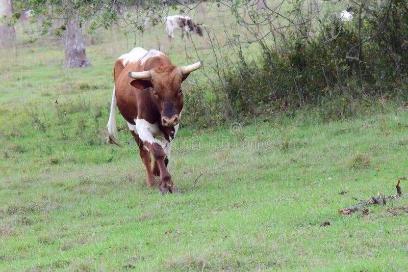 Beautiful Florida Cracker Cattle Roaming the Fields of Florida Stock ...