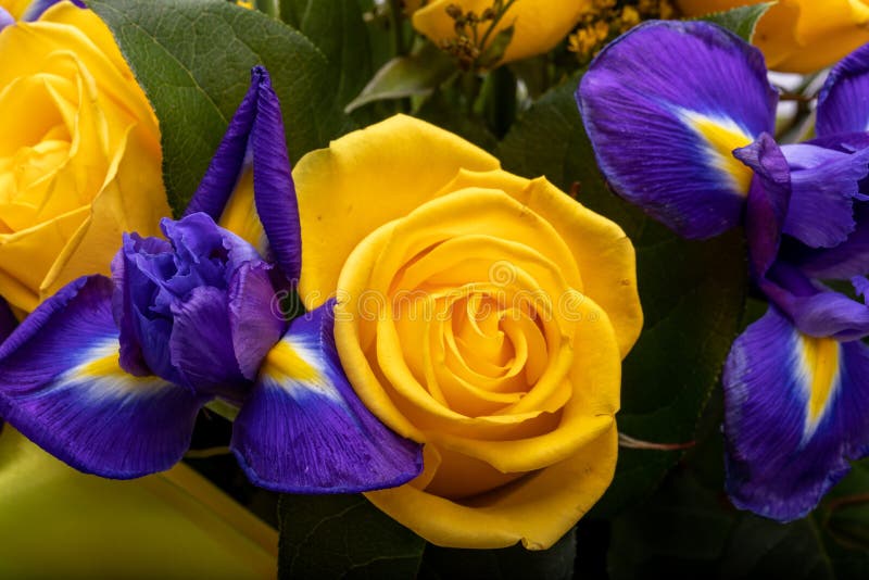 Beautiful Floristic Bouquet of Blue Irises and Yellow Roses. Stock ...