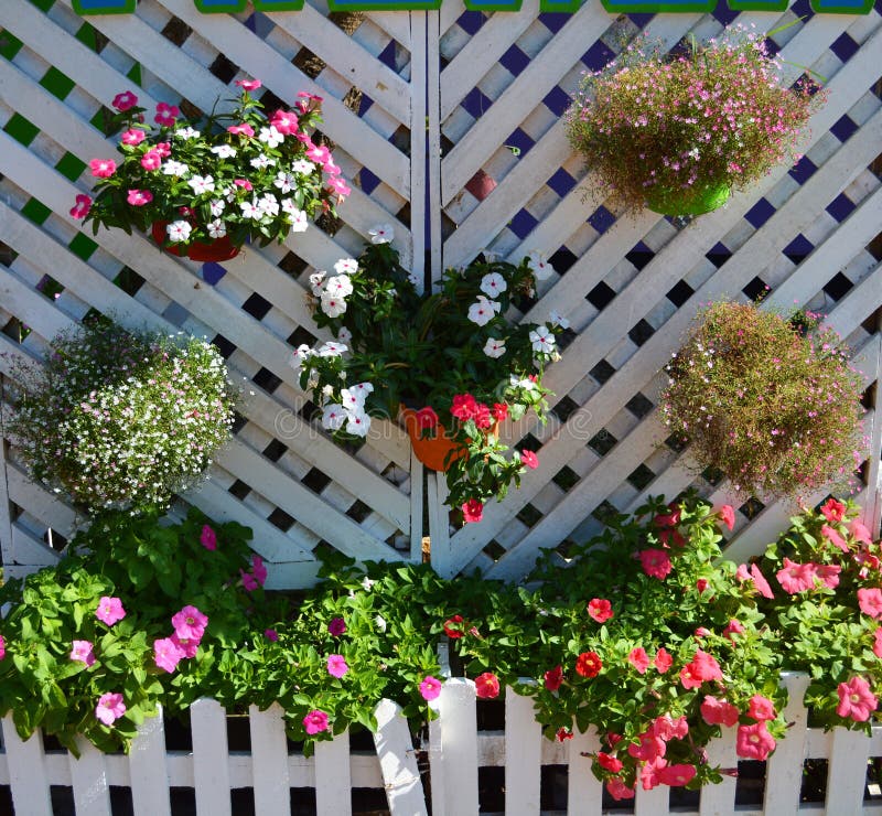 Beautiful Flowe in Pot on Wall Stock Photo - Image of fragility ...