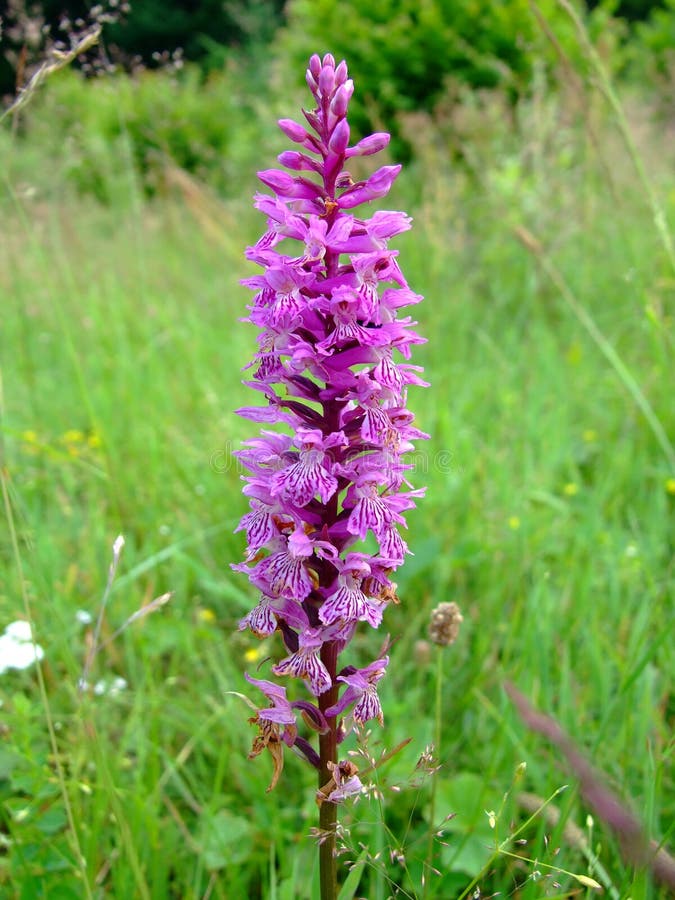 Beautiful Flower Spindle-shaped in His Natural Environment Stock Photo ...
