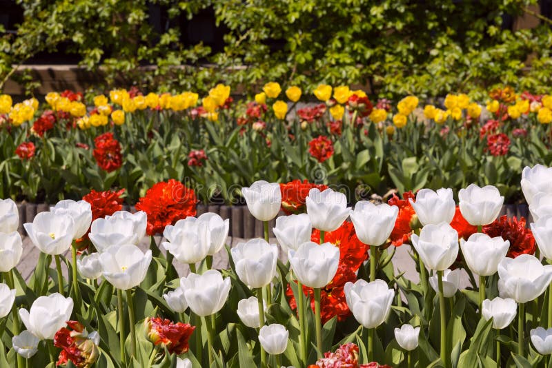 Beautiful flower alley stock photo. Image of summer, natural - 54015584
