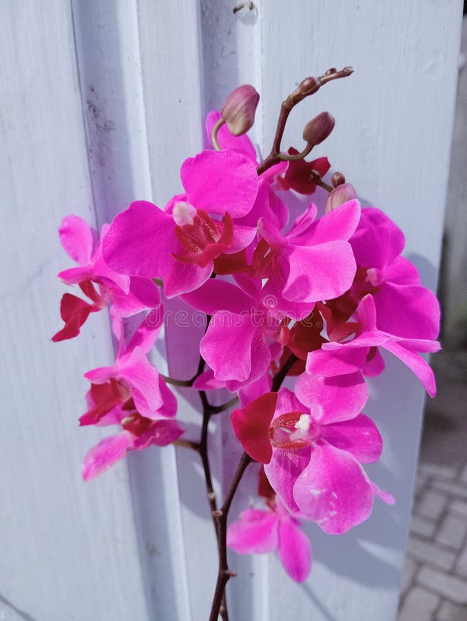 Beautiful Flower Anggrek Indonesia Stock Image - Image of anggrek ...