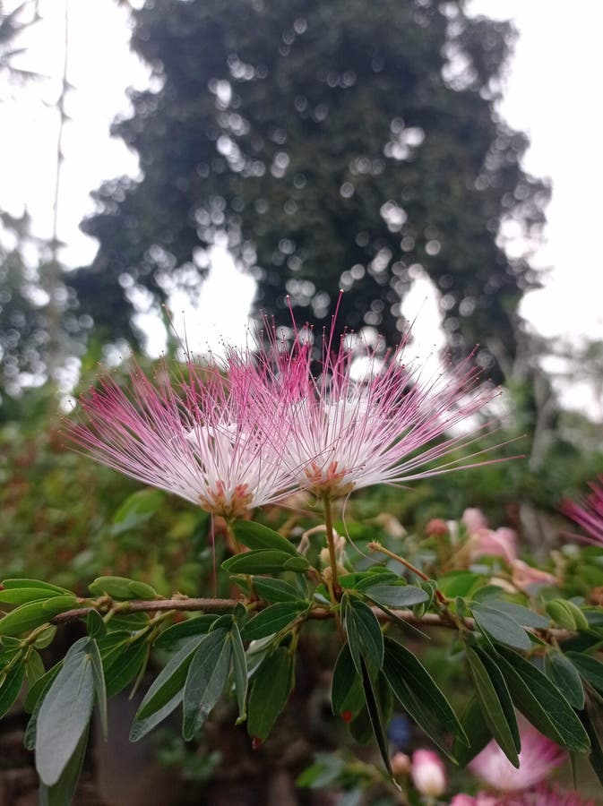 Beautiful flower in bali stock image. Image of plan - 316219217