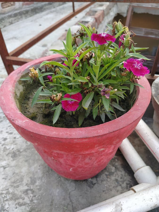 This is a Beautiful Flower Barley that is in a Pot Stock Image - Image ...