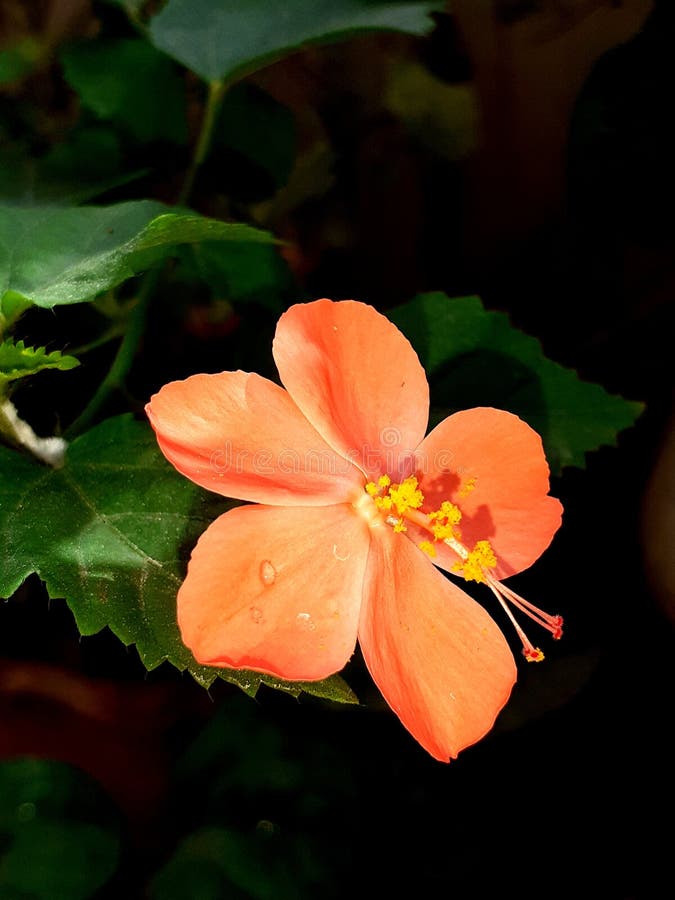 Dreamstine Stock Photos - Free & Royalty-Free Stock Photos from Dreamstime