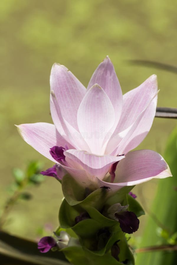 Beautiful flower stock image. Image of buttercup, fresh - 59642733