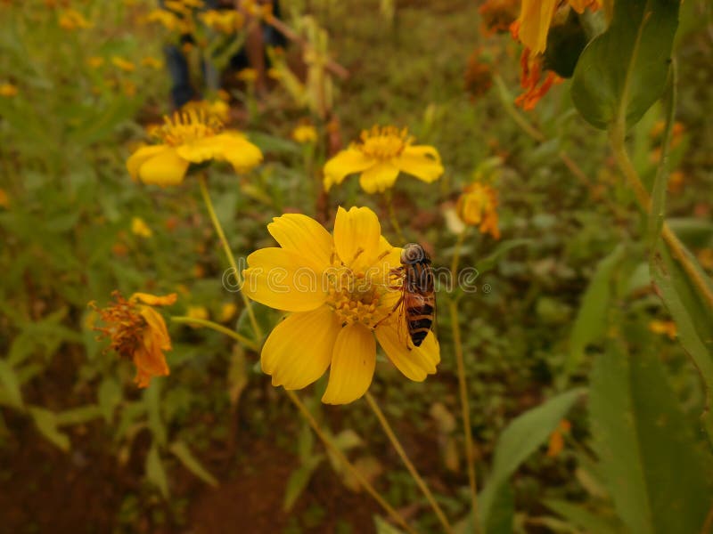 Netur Stock Photos - Free & Royalty-Free Stock Photos from Dreamstime