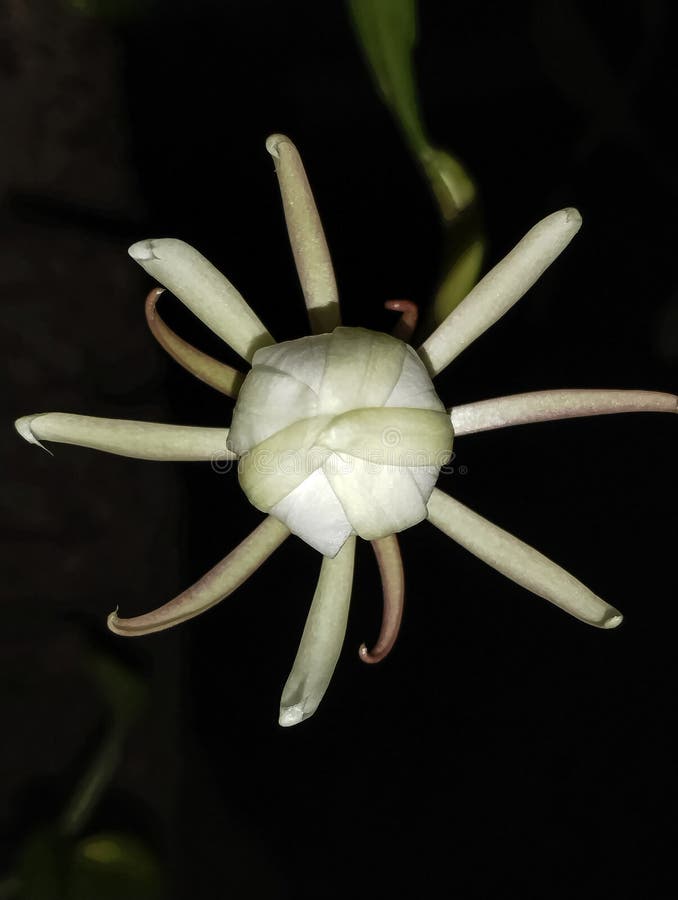 Beautiful Flower before Blooms at Night Stock Image - Image of leaf ...