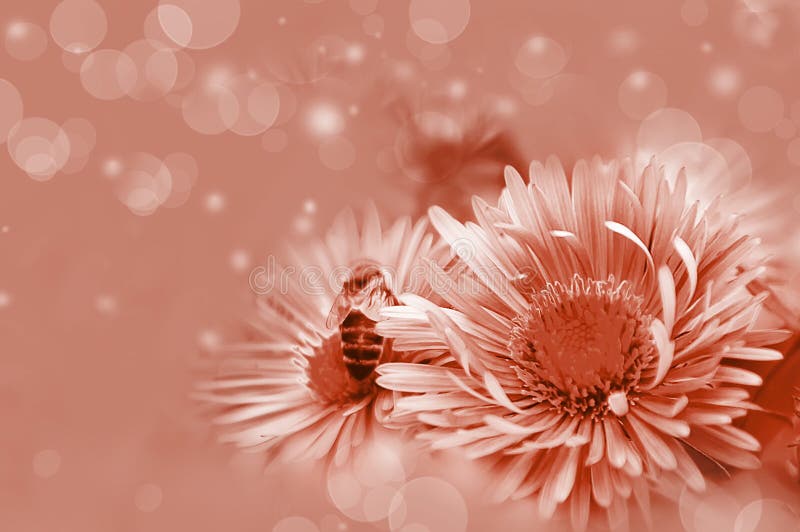 Beautiful Flower on a Blurred Background with Bokeh Stock Image - Image ...