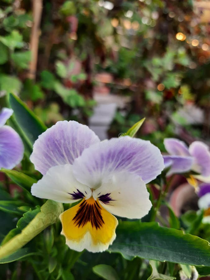 Beautiful Flower with Blurred Background at Noon Stock Image - Image of ...