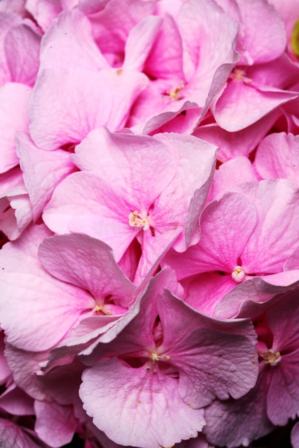 Beautiful Flower Bright Pink Hydrangea. Close Up Stock Photo - Image of ...