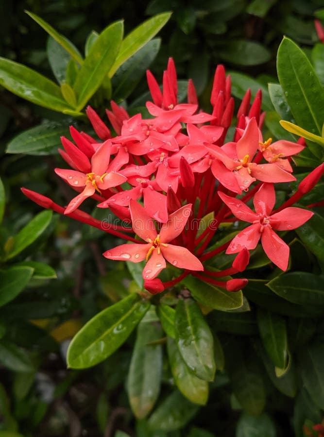 Beautiful Flower in Bright Red Color and Fresh Stock Image - Image of ...