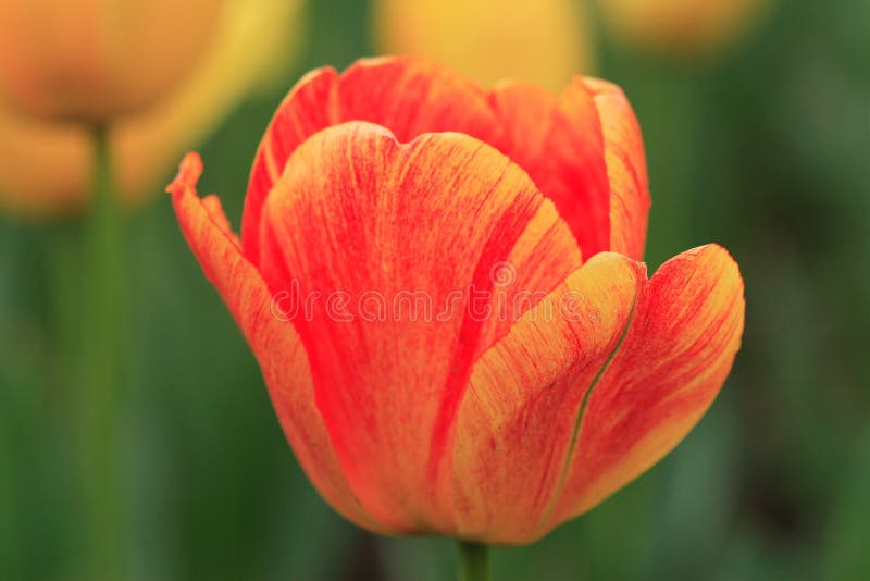 Beautiful flower bud stock photo. Image of spring, golden - 4872784