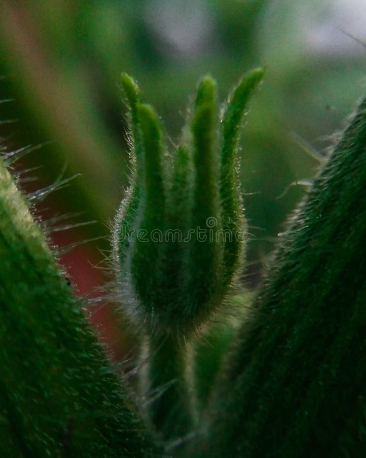 Beautiful Flower Buds Looks Cute Stock Image - Image of beautiful ...