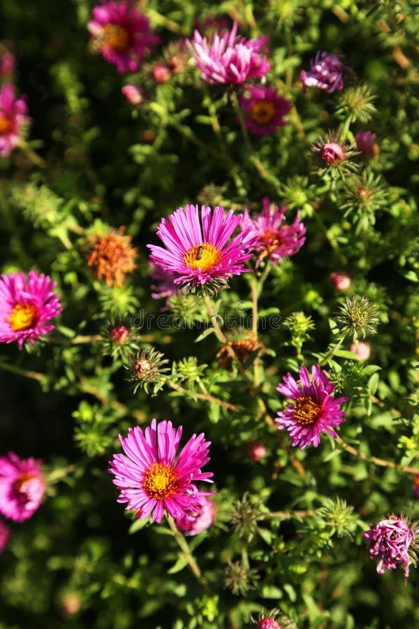 Beautiful Flower on a Bush in a Garden. Stock Image - Image of ...