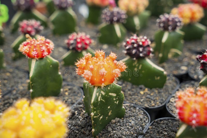 Beautiful Flower Cactus with Different Colors Stock Photo - Image of ...