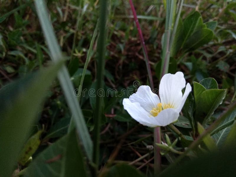 Beautiful flower stock photo. Image of captured, evening - 103471810