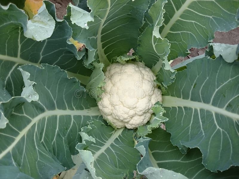 Beautiful Flower of Cauliflower Stock Photo - Image of flower ...