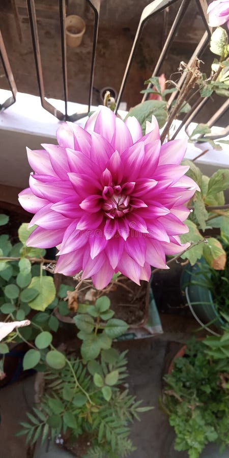 Daheliya Stock Photos - Free & Royalty-Free Stock Photos from Dreamstime