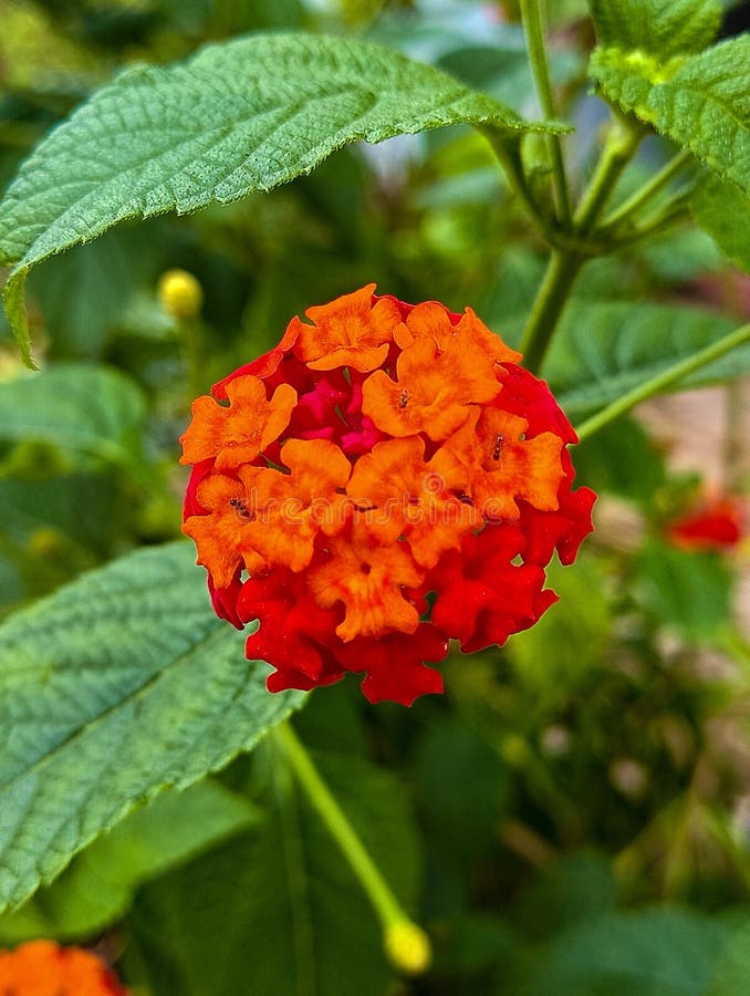 A Close Up on Wonderful White Roses Stock Image - Image of peony ...