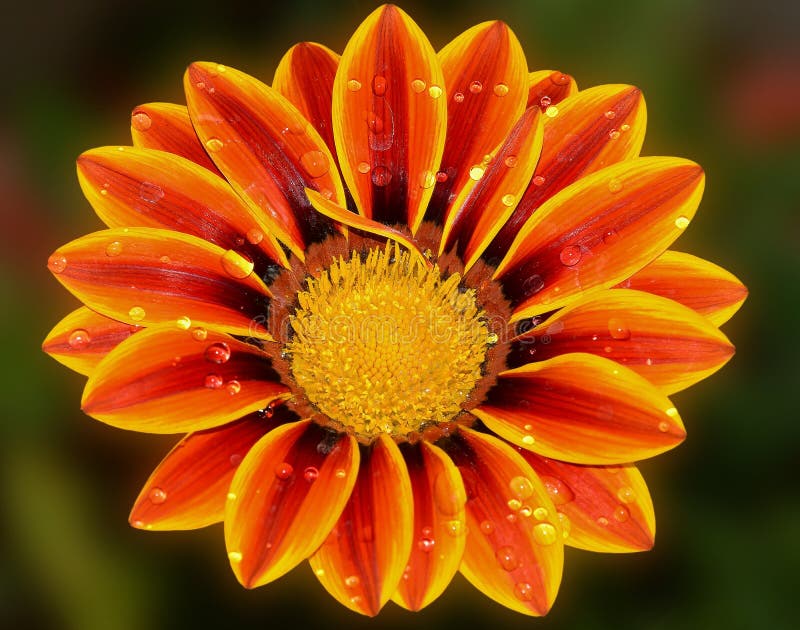 Beautiful flower stock photo. Image of sunshine, color - 72427172