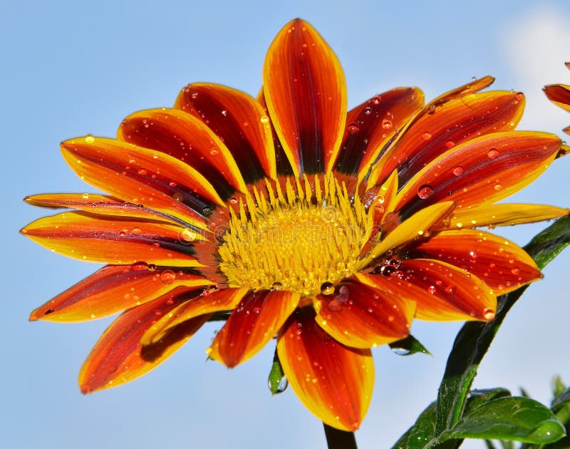 Beautiful flower stock image. Image of flower, small - 72445777