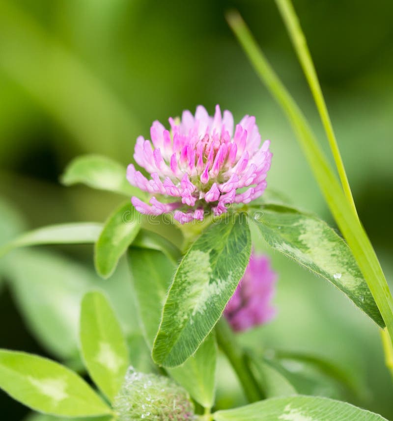 Beautiful Flower on Clover in Nature Stock Image - Image of blossom ...