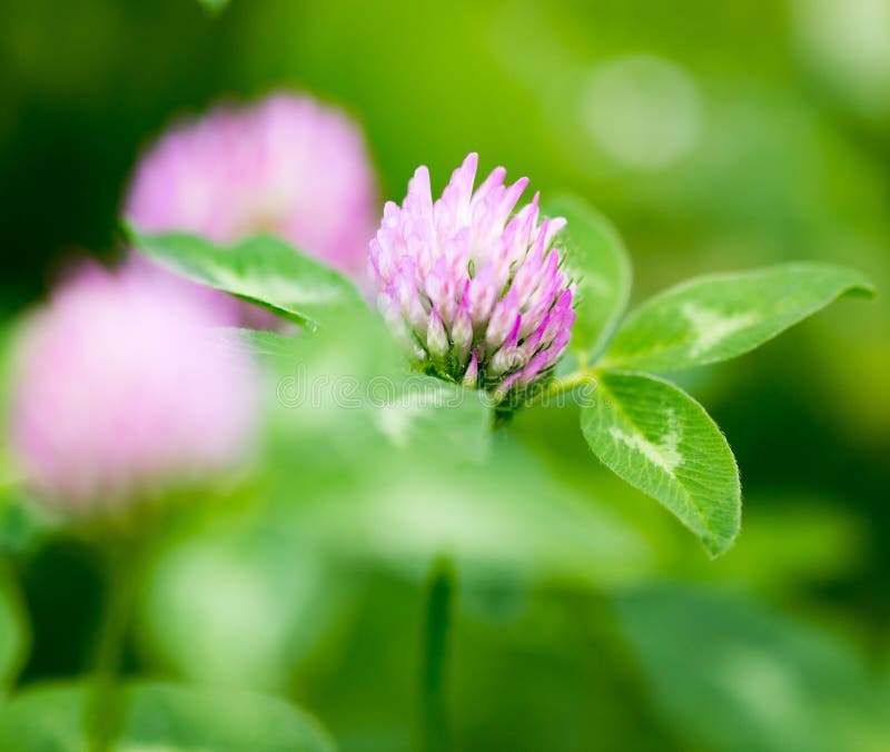 Beautiful Flower on Clover in Nature Stock Image - Image of wild ...
