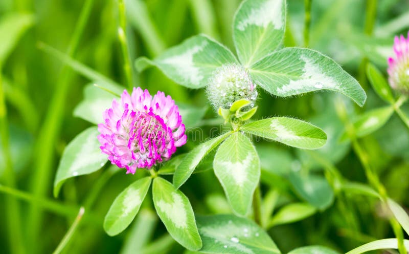 Beautiful Flower on Clover in Nature Stock Image - Image of background ...