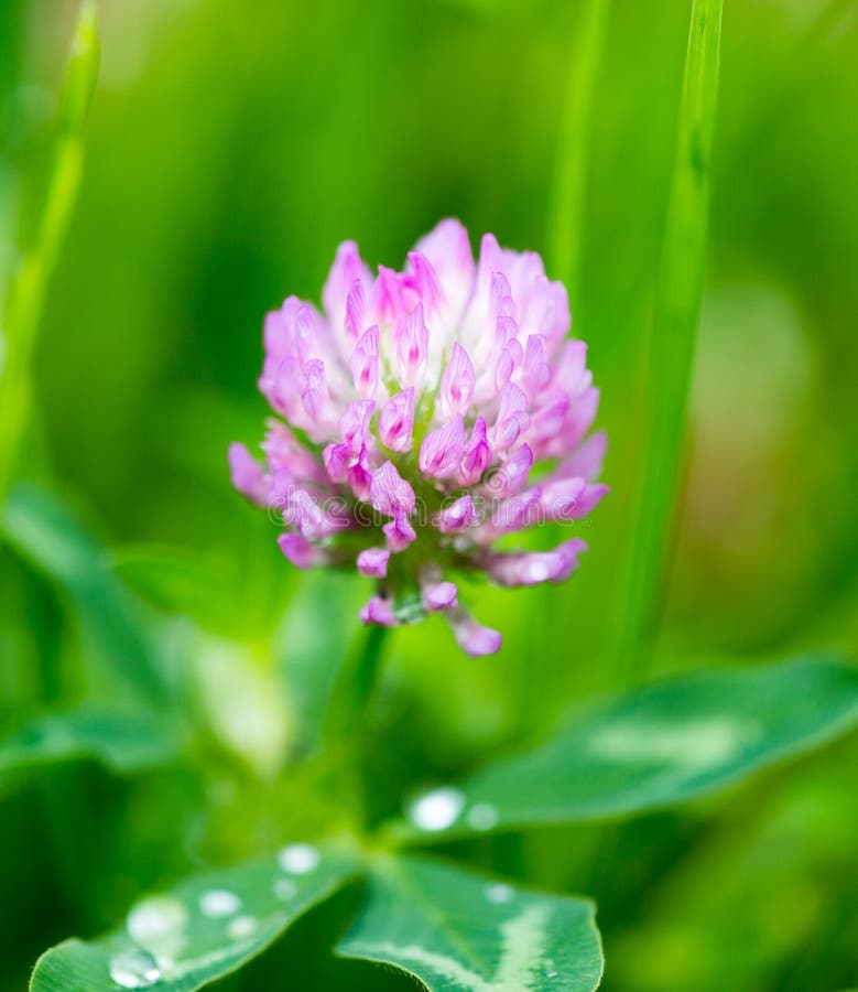 Beautiful Flower on Clover in Nature Stock Image - Image of clover ...