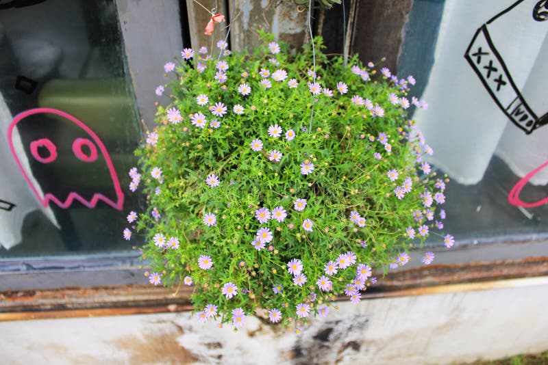 Beautiful Flower in Clumps of Grass. Stock Photo - Image of coffee ...