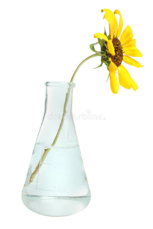 Conical flask stock image. Image of biology, sterility - 87656665