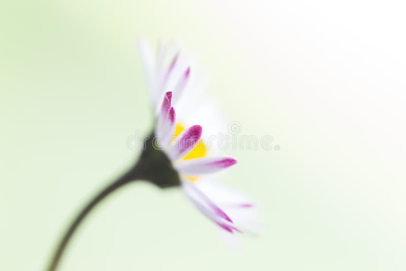 Beautiful flower daisy stock photo. Image of nature, daisy - 37242422