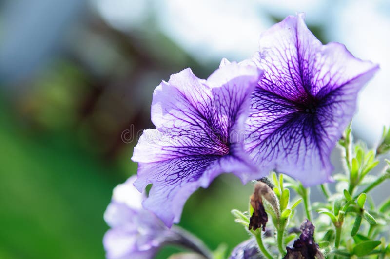 Beautiful Flower design stock image. Image of modern - 26925363