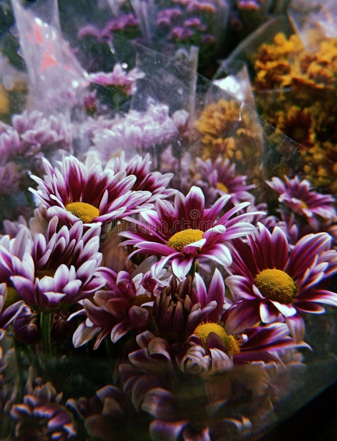 So Beautiful this Flower for Display Stock Photo - Image of lilac, herb ...