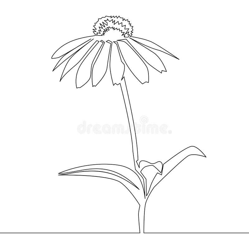 Line Drawing Echinacea Stock Illustrations – 296 Line Drawing Echinacea ...