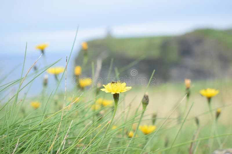 Beautiful Flower on the Edge of a Cliff Stock Image - Image of grass ...